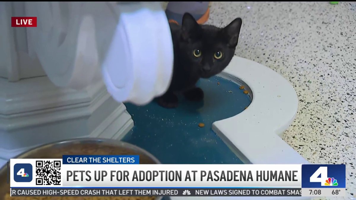 Get to know some of the adoptable pets at the Pasadena Humane Society ...