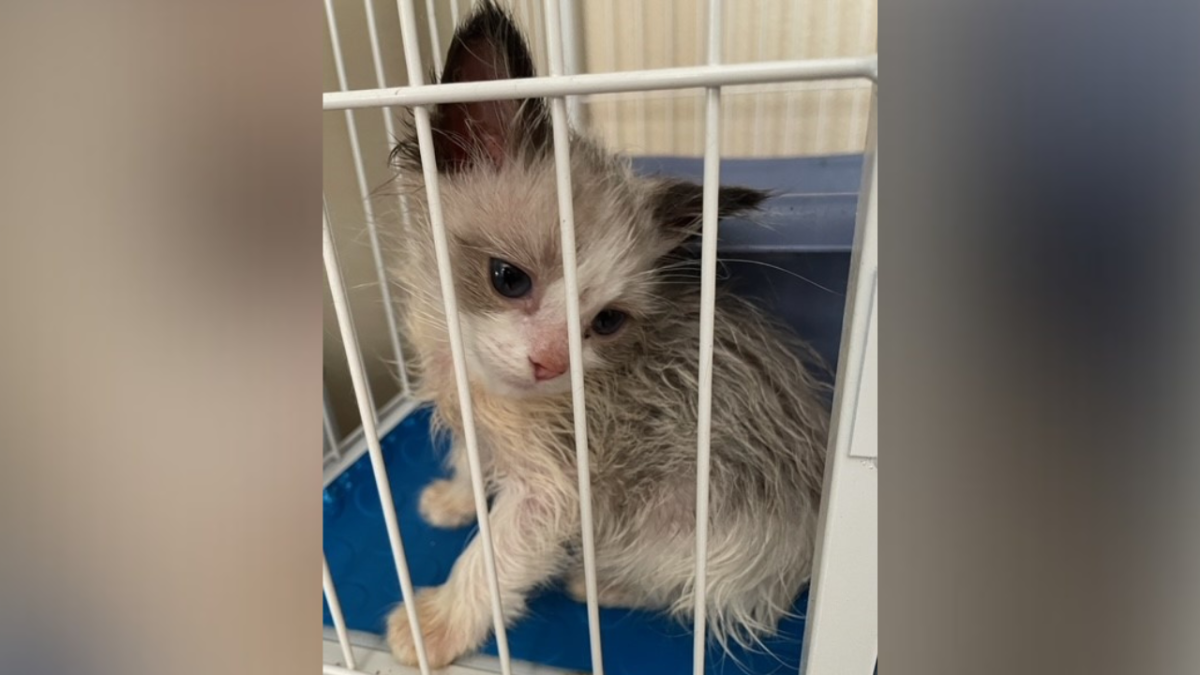 More than 50 cats rescued from breeder in Irvine – NBC Los Angeles