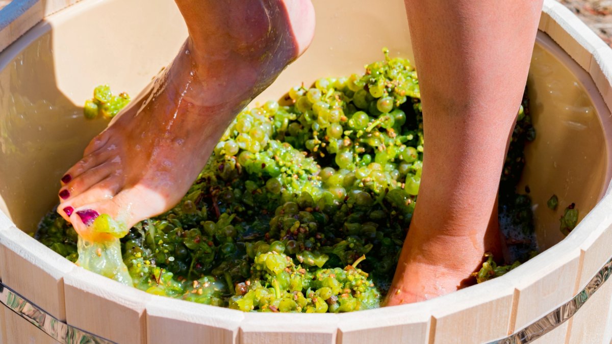 This joyful Julian grape stomp boasts an ‘I Love Lucy’ twist – NBC Los ...