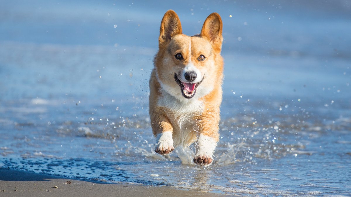 The first ‘Corgi Nation Vacation’ prepares to romp at Pismo Beach – NBC ...