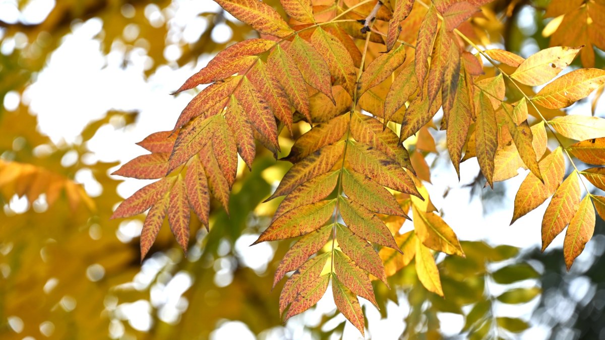 The exciting sighting of early fall foliage is beginning, leaf peepers ...