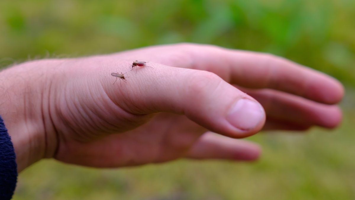 Oropouche virus outbreak puts Latin America under alert – NBC Los Angeles