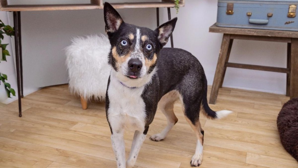 Invite an adoptable dog on a sleepover during ‘Doggy Date Night’ – NBC ...