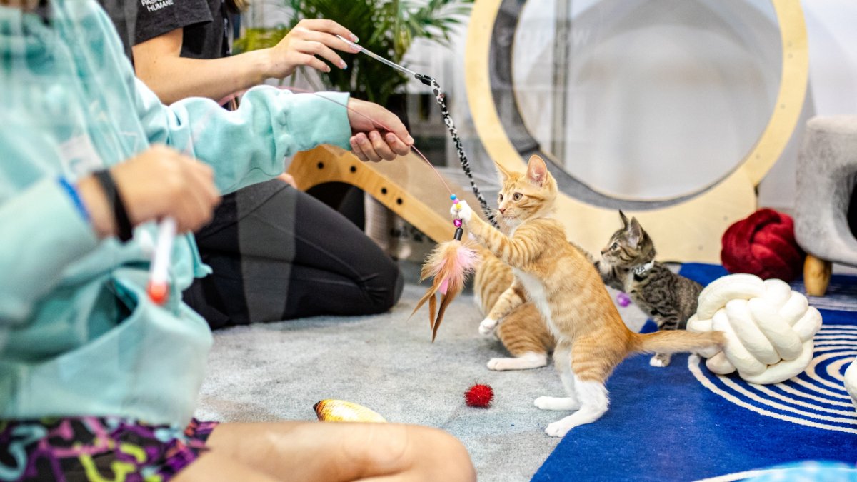 ‘CatCon’ celebrates 10 years in 2025 – NBC Los Angeles