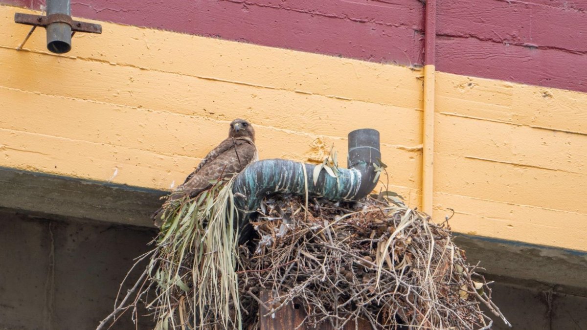 Bird buffs are captivated by ‘The Coliseum’s newest mascots’ – NBC Los ...