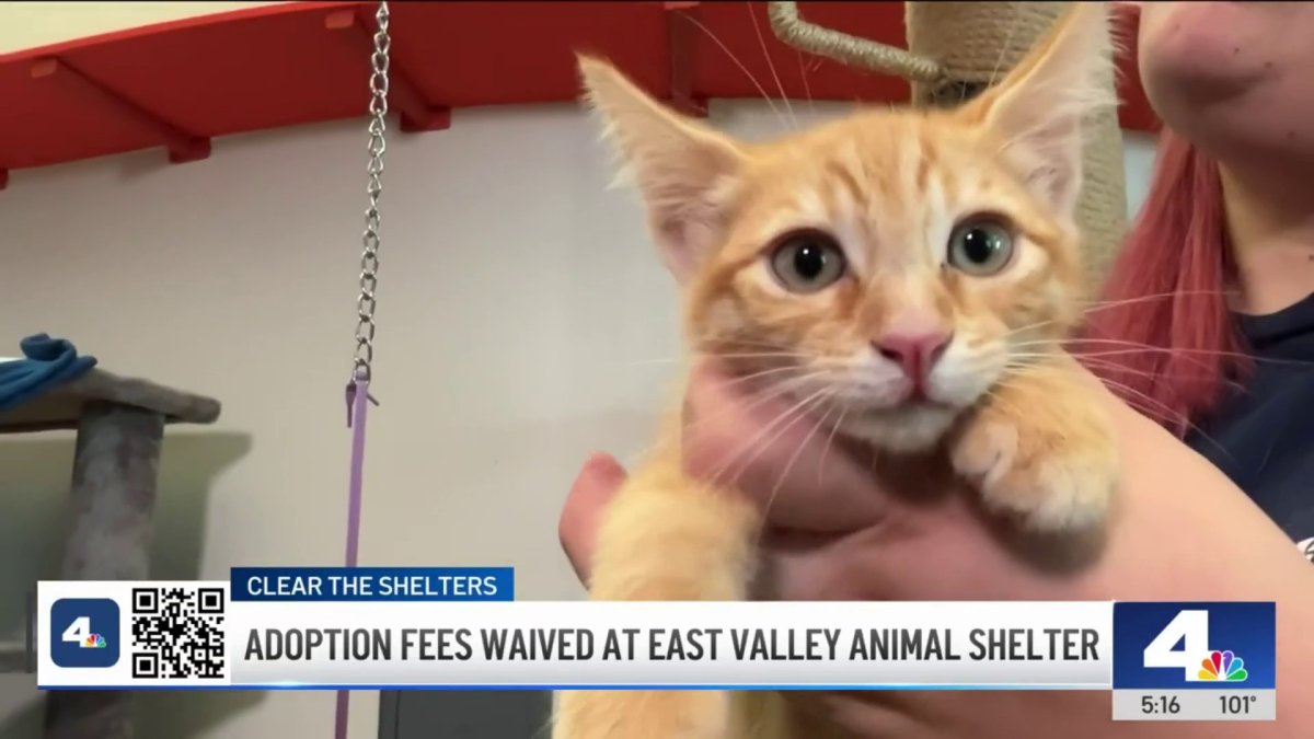 Thousands of furry friends still looking for a forever home in LA County – NBC Los Angeles