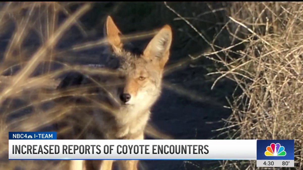 Data shows where coyotes are most spotted in LA County – NBC Los Angeles