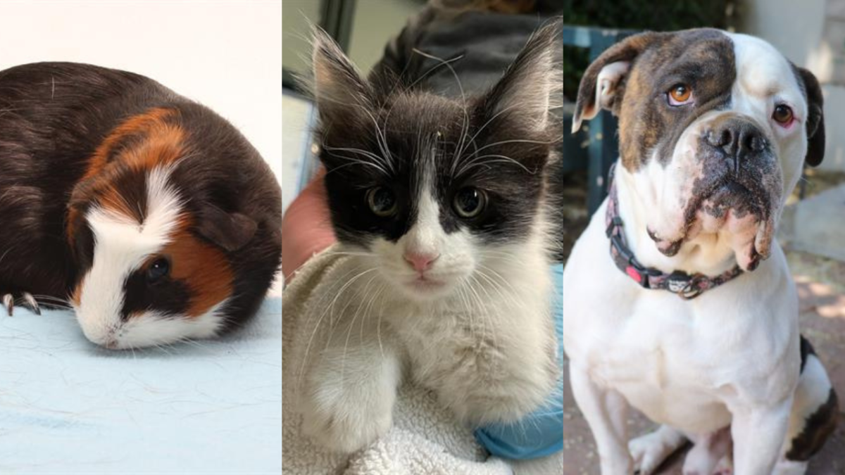 Photos: Adoptable pets with unique names – NBC Los Angeles