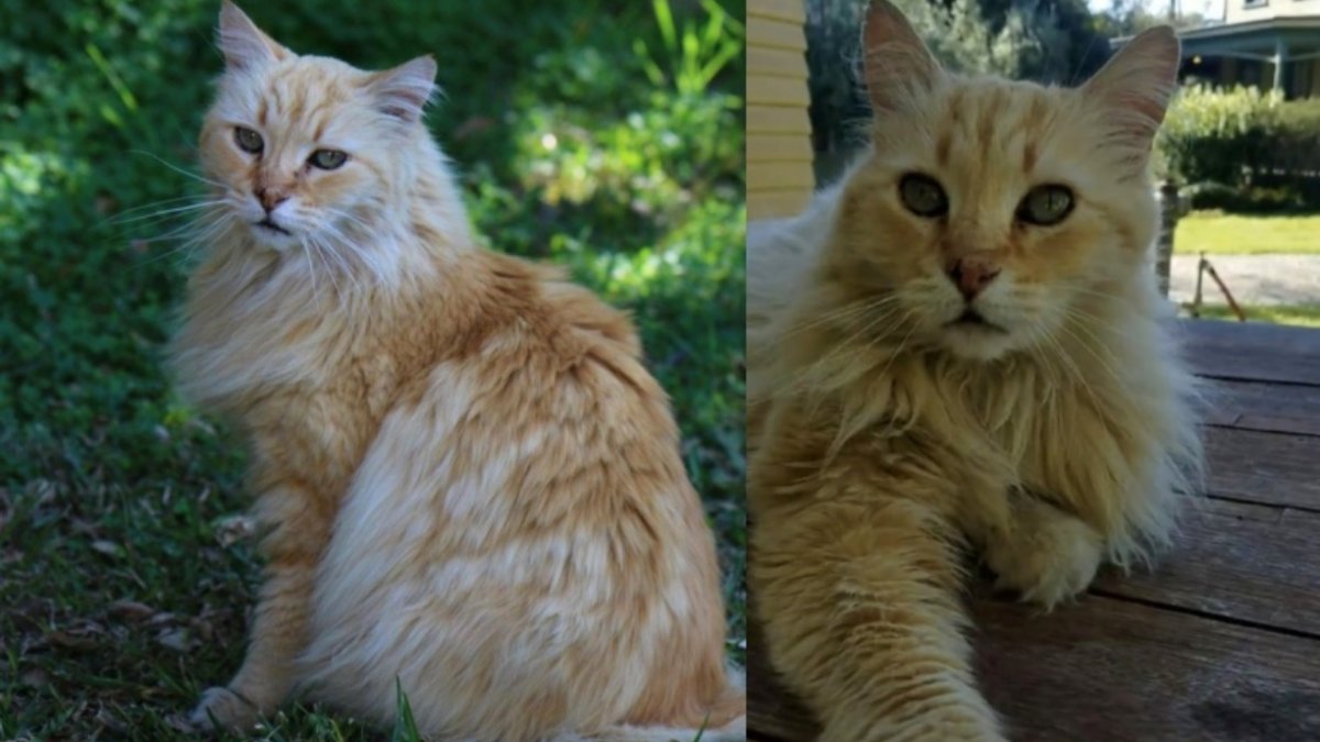 Remember Belle Boy, the cat ambassador of Heritage Square, at a special ...