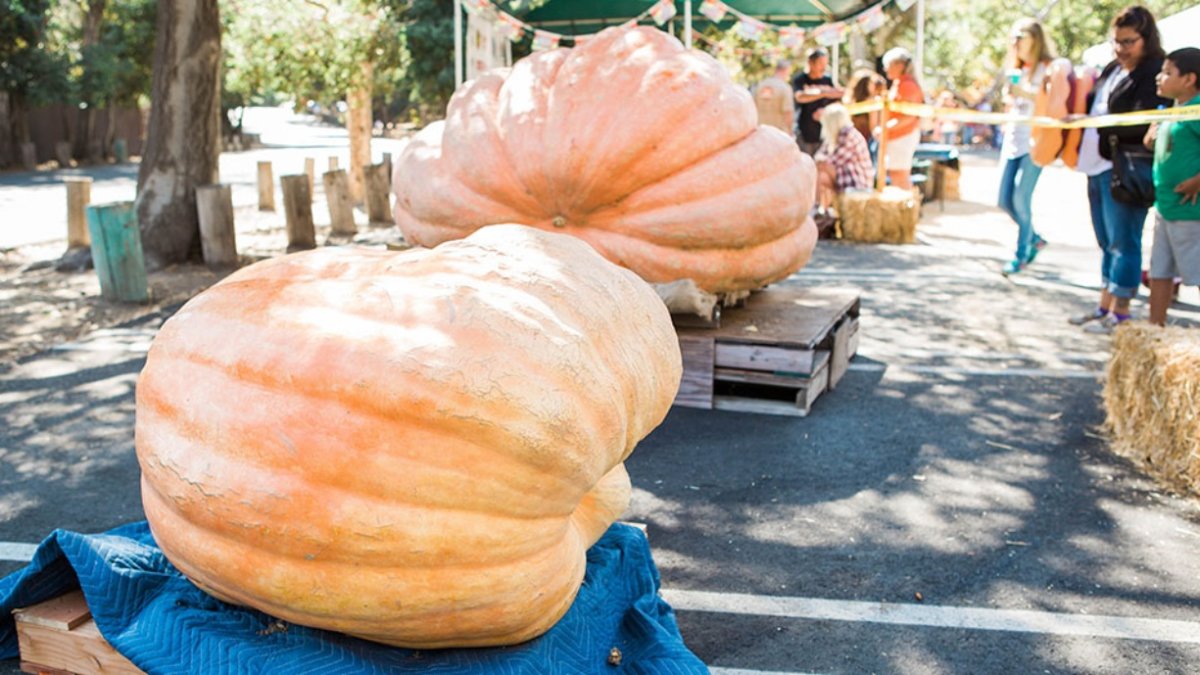 Giant pumpkins go all the weigh at this spectacular size showdown – NBC ...