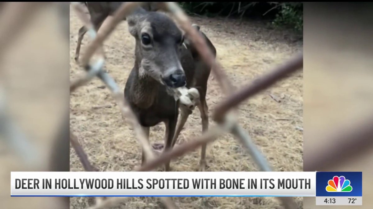Effort to save deer with bone stuck in its mouth in Hollywood – NBC Los ...