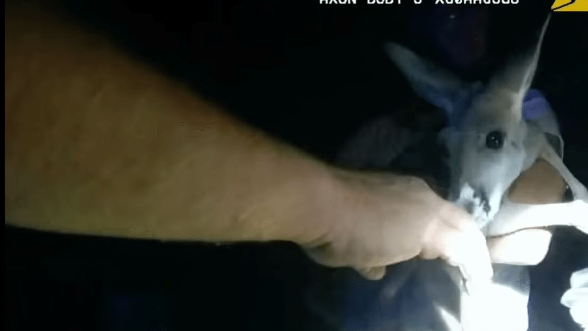 Police chase runaway kangaroo in Durango, Colorado – NBC Los Angeles