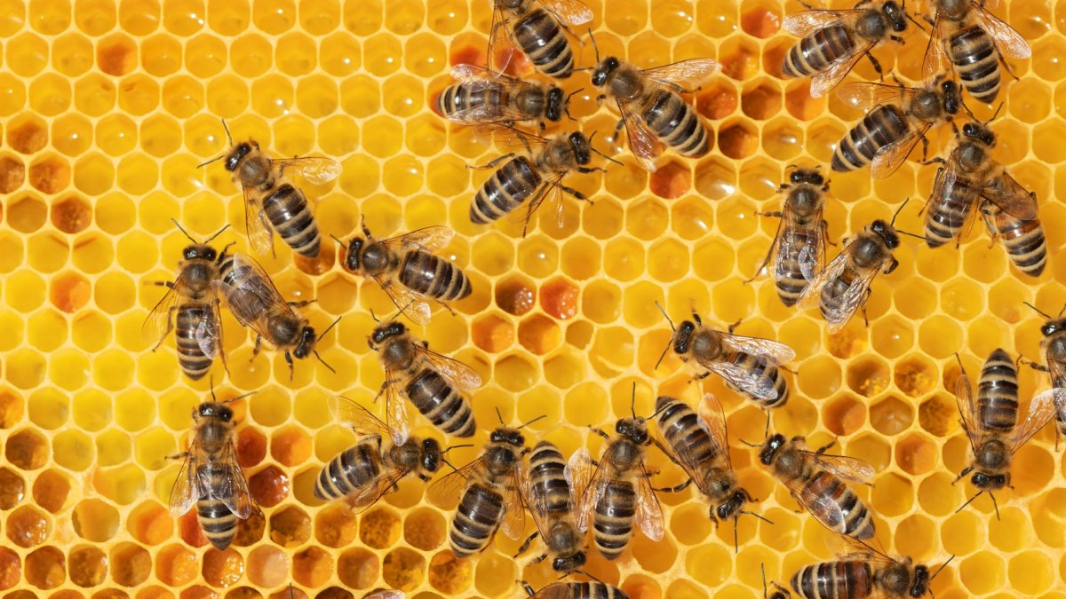 Bee there: The Hammer Museum is abuzz with free ‘Bee Week’ events – NBC ...