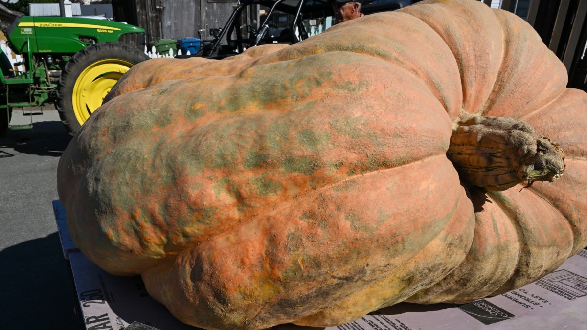 This 2,471-pound pumpkin will be expertly carved in Calabasas – NBC Los ...