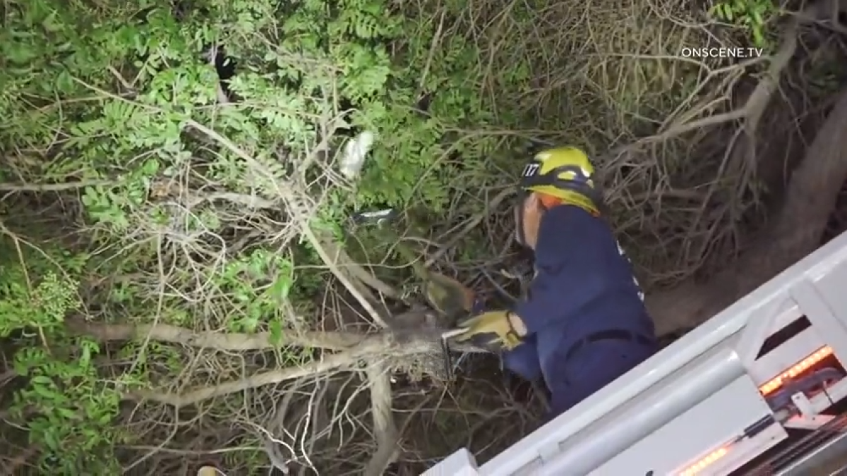 Teen boy and pet bird trapped in tree, rescued in Buena Park – NBC Los ...