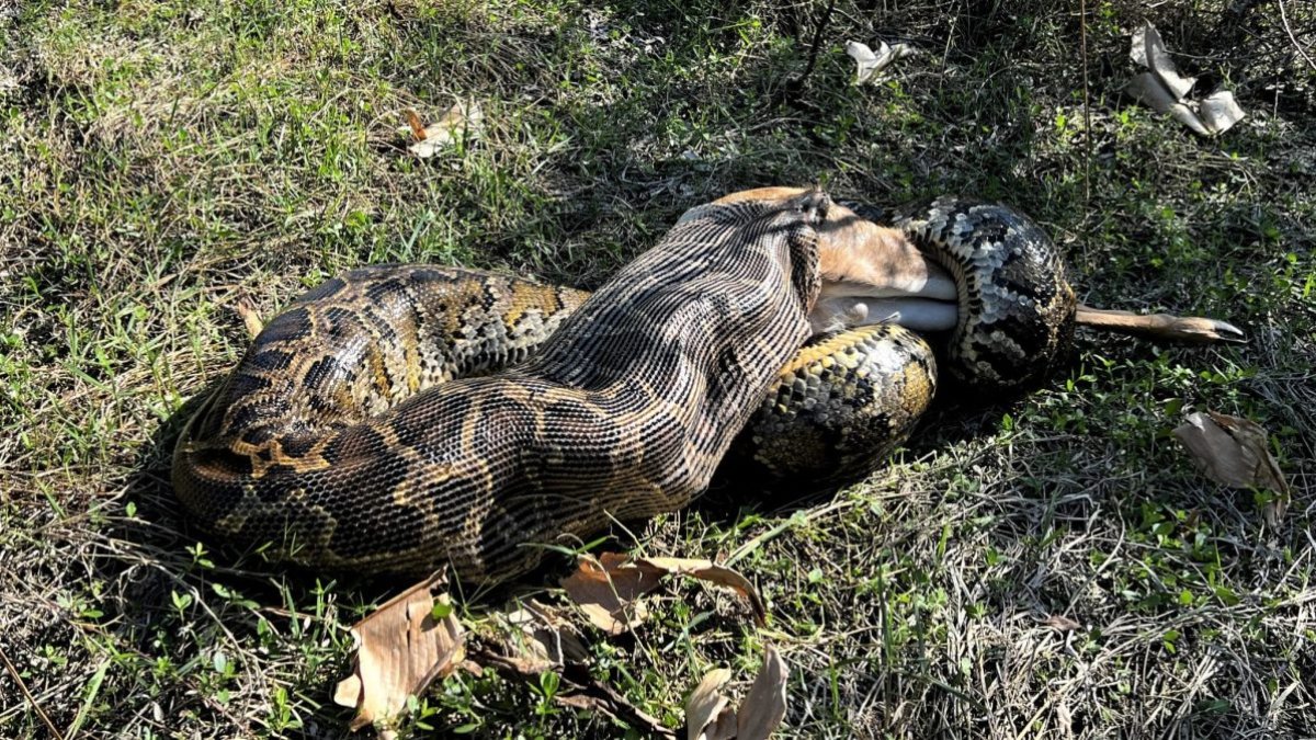 Watch: Burmese python swallows 77-pound deer – NBC Los Angeles