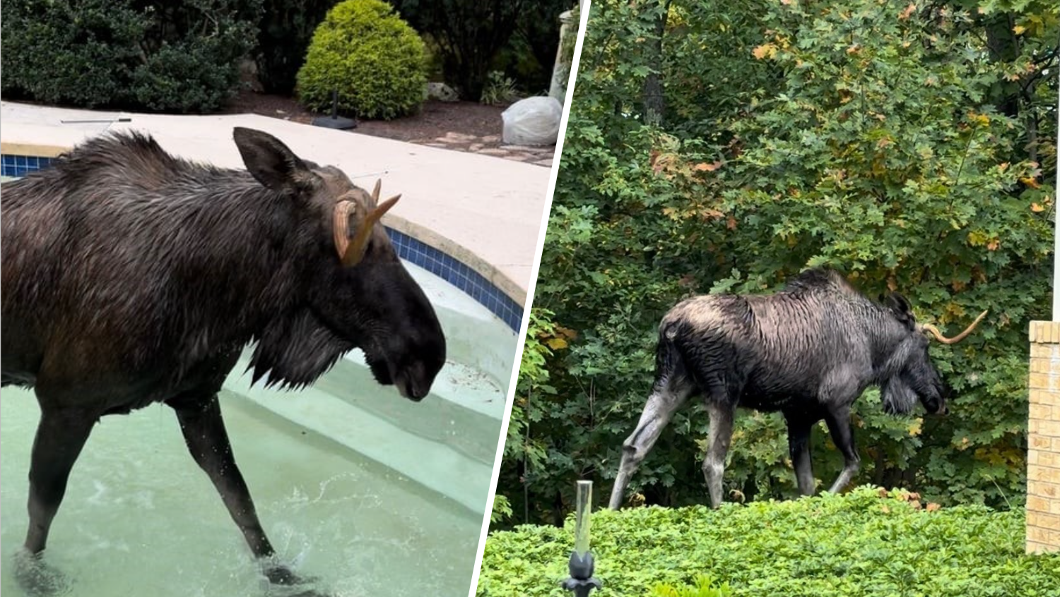 Moose in pool in Bedford, NH prompts police response – NBC Los Angeles