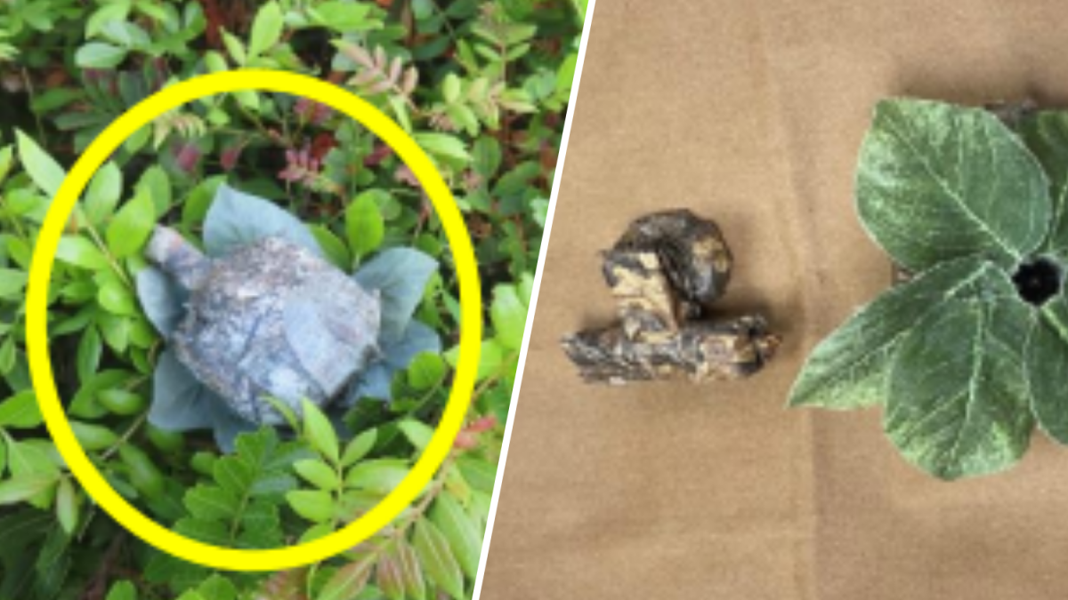 Another Hidden Camera Found Outside Home In Arcadia Nbc Los Angeles