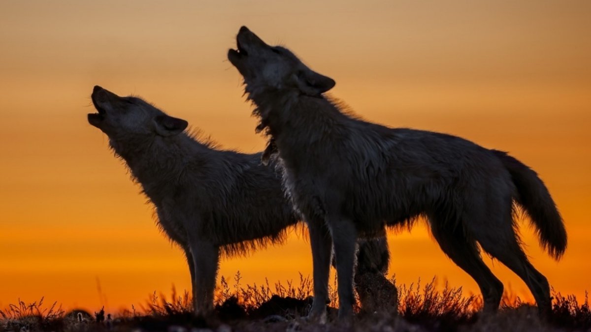 Raise a howl: Wolf Awareness Week trots into the Natural History Museum ...