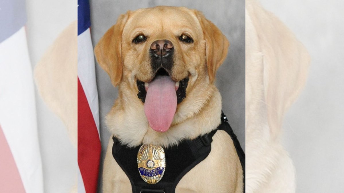 Beverly Hills K-9 nominated for prestigious therapy dog award – NBC Los ...