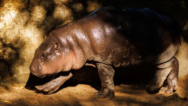 Thailand’s baby pygmy hippo Moo Deng has an official song – NBC Los Angeles