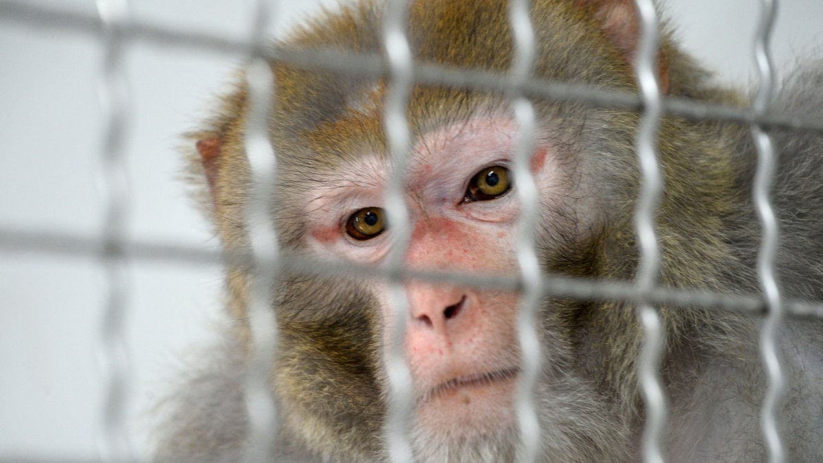 43 escaped research monkeys still loose in South Carolina – NBC Los Angeles