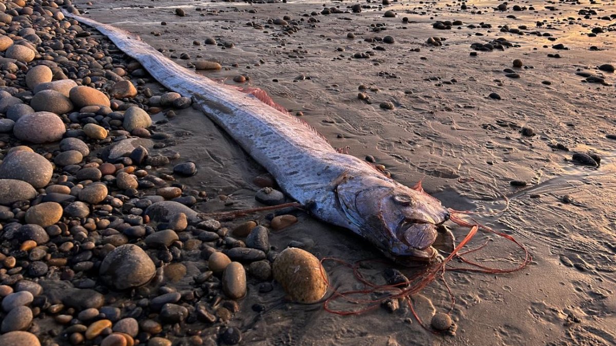 2nd ‘sea serpent’ found in San Diego this year washed up in Encinitas – NBC Los Angeles