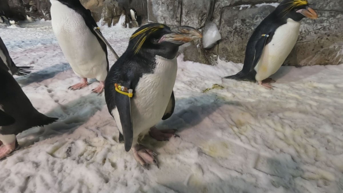 ‘Absolute humongous milestone’: SeaWorld penguin celebrates 40th ...