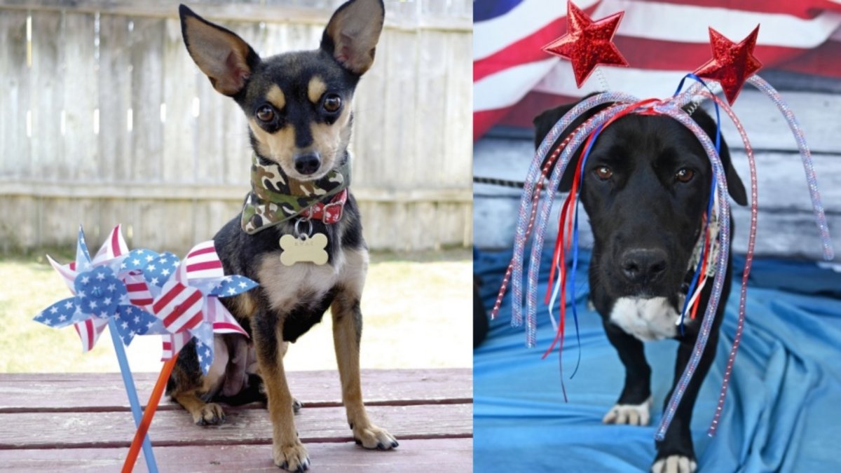 Voters at this San Diego polling place can ‘snuggle with puppies’ – NBC ...
