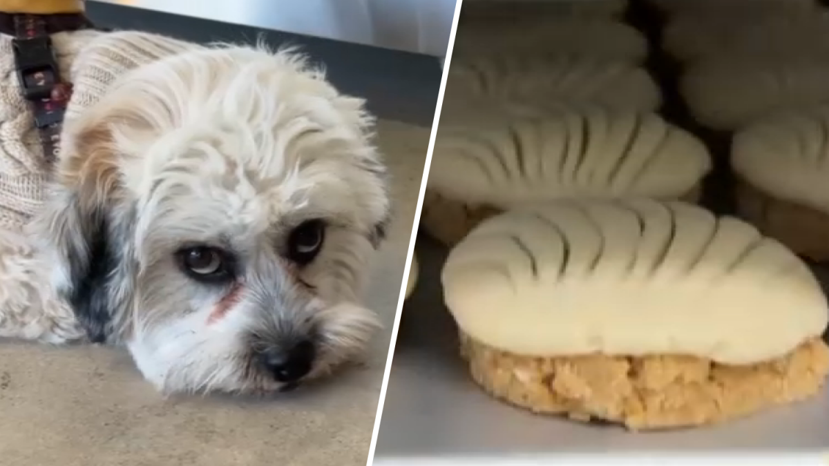 Dog treat bakeries are booming in Los Angeles County – NBC Los Angeles