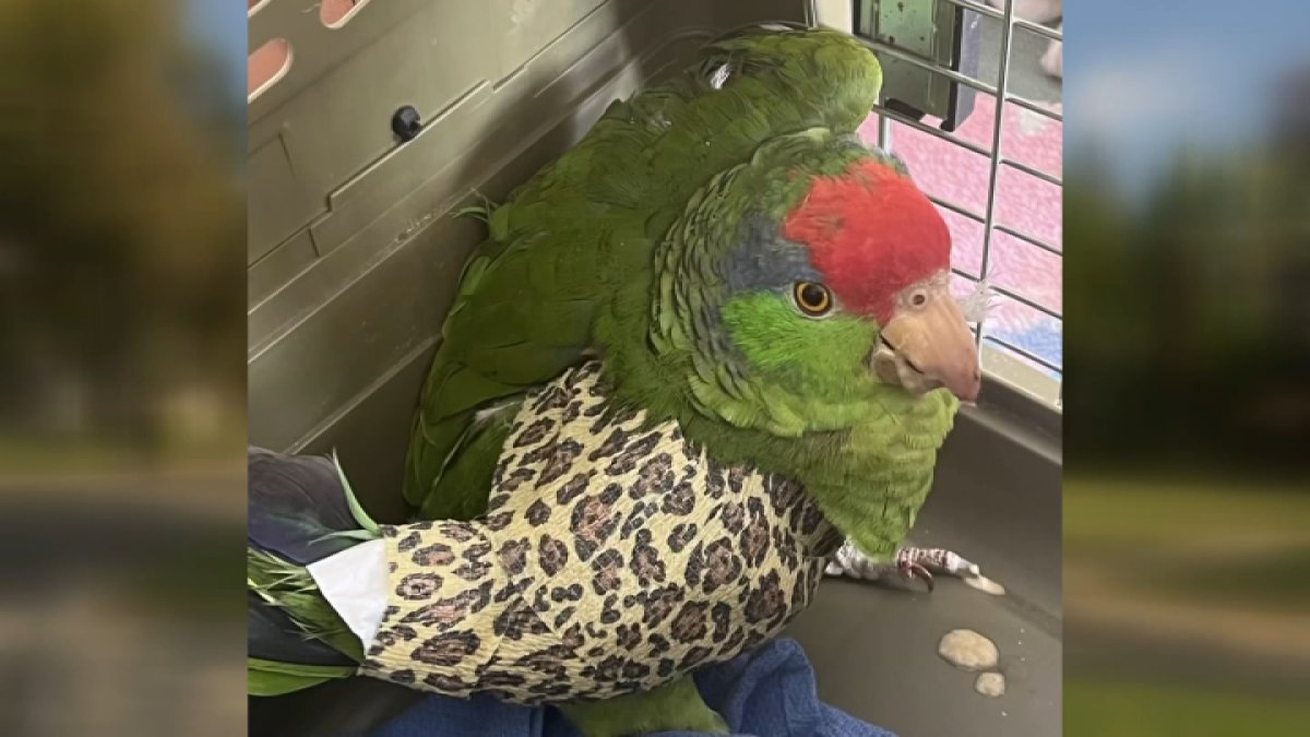 Wild parrots in San Gabriel Valley are being shot by pellet guns – NBC ...