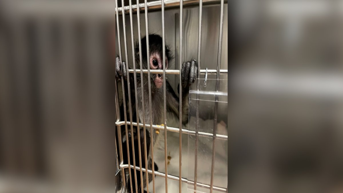 Spider monkey found in Indio home during search warrant – NBC Los Angeles