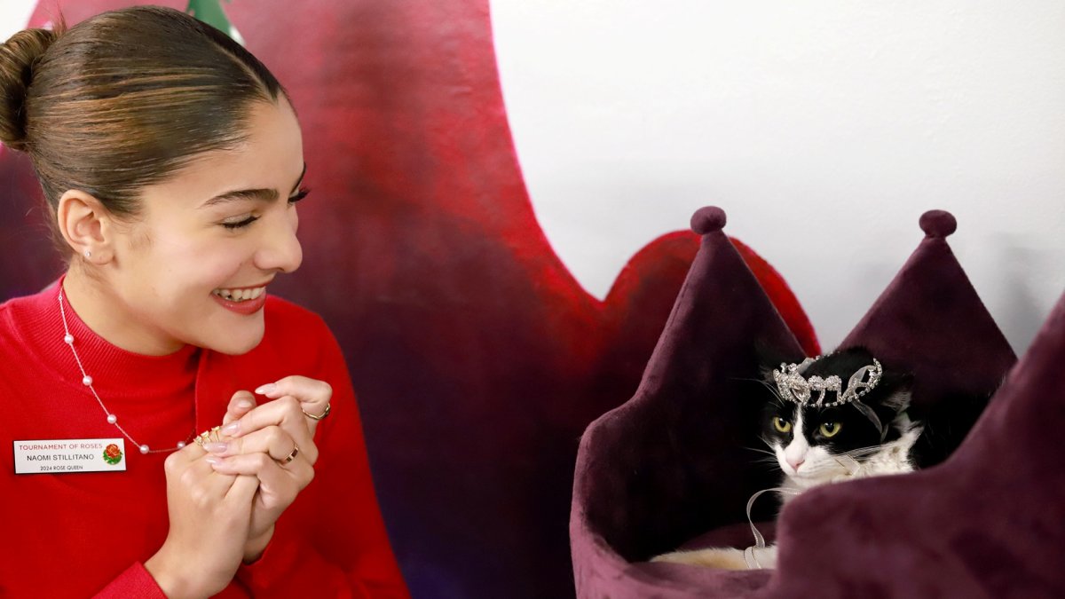 The Rose Court will crown a royal rescue cat at a cute ceremony – NBC ...