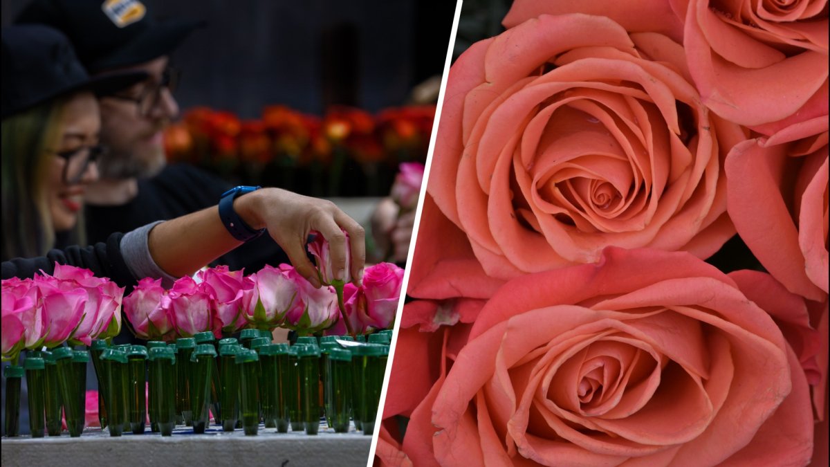 How does the Rose Bowl get its roses? – NBC Los Angeles