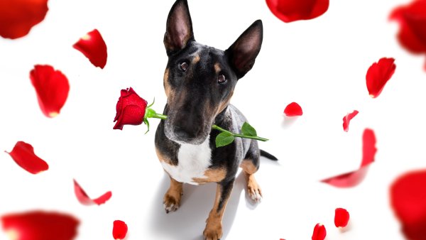 A Rose Parade-inspired pet adoption celebrates ‘Roses and Wet Noses ...