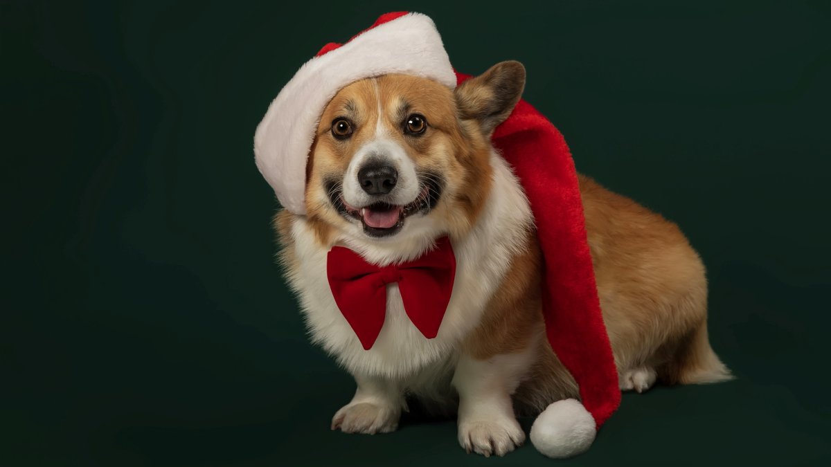 Trot by two Corgi-themed holiday events – NBC Los Angeles