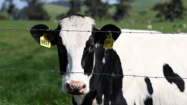 Biden administration has no current plans to authorize a bird flu ...