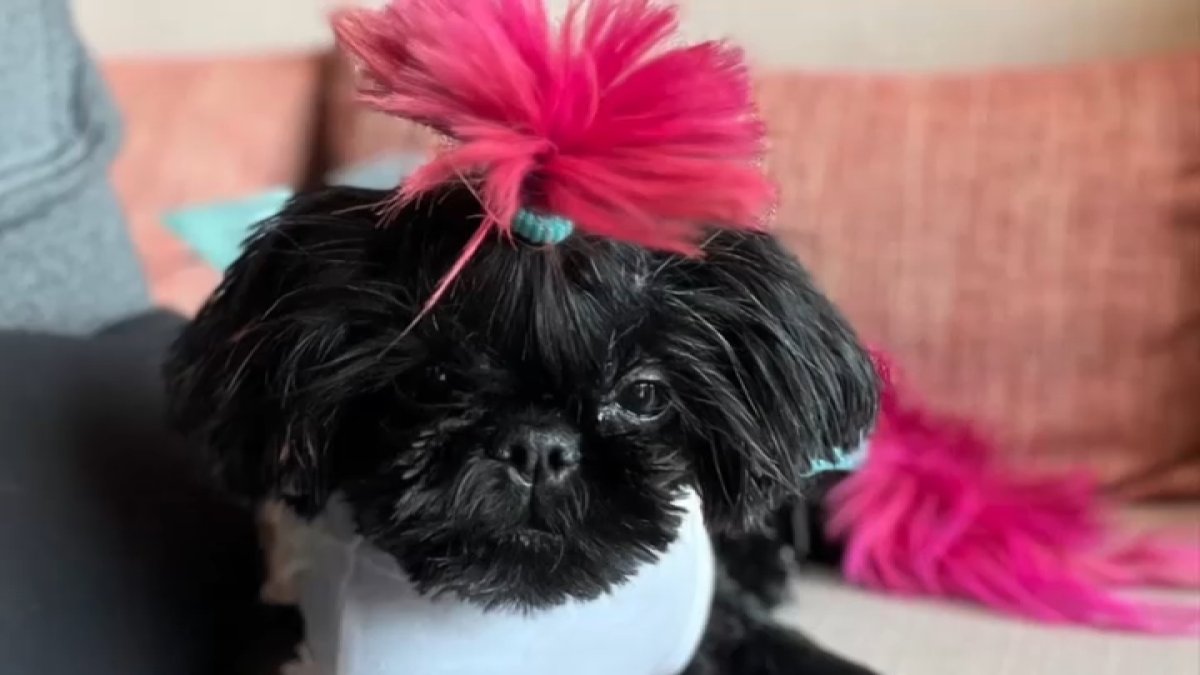 Mom of Eagles player Kelee Ringo begs for stolen dog’s return – NBC Los ...