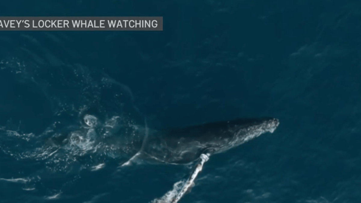 Humpback Whale entangled in ropes near Newport Beach – NBC Los Angeles