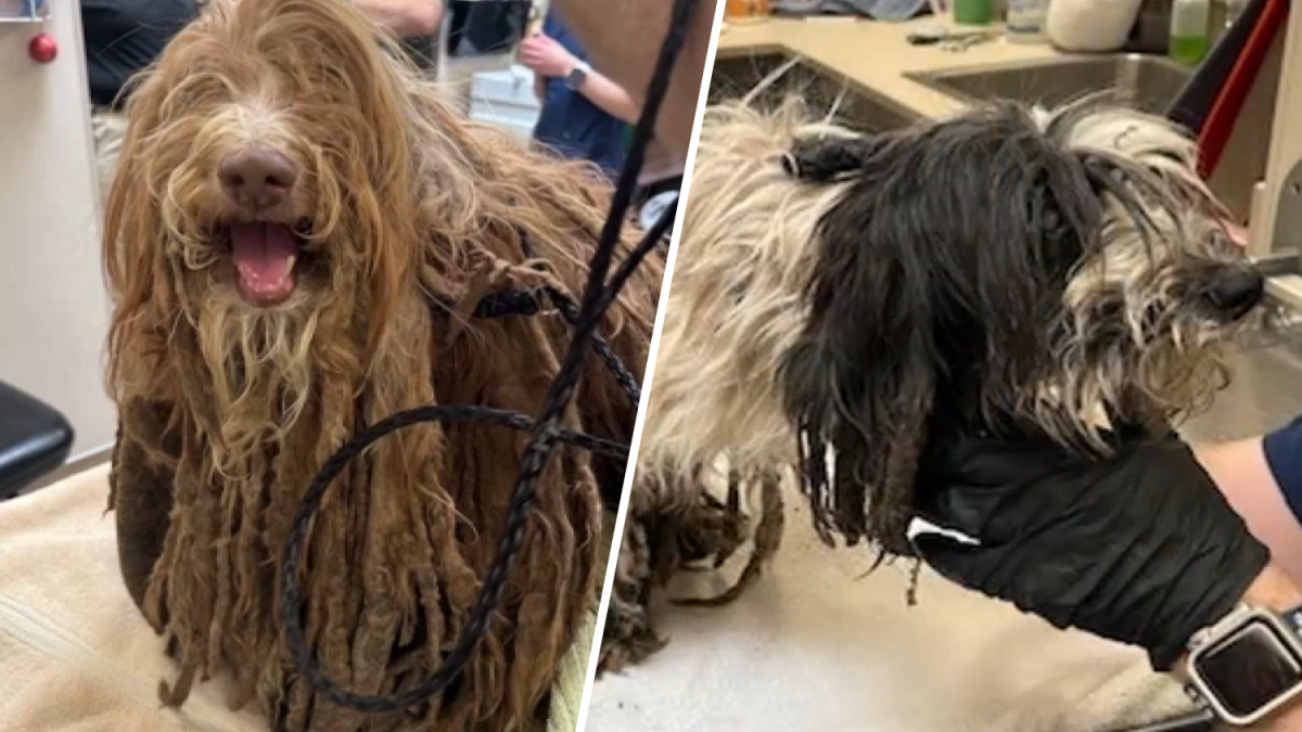 Dogs abandoned with matted hair, poor health in Inland Empire – NBC Los ...