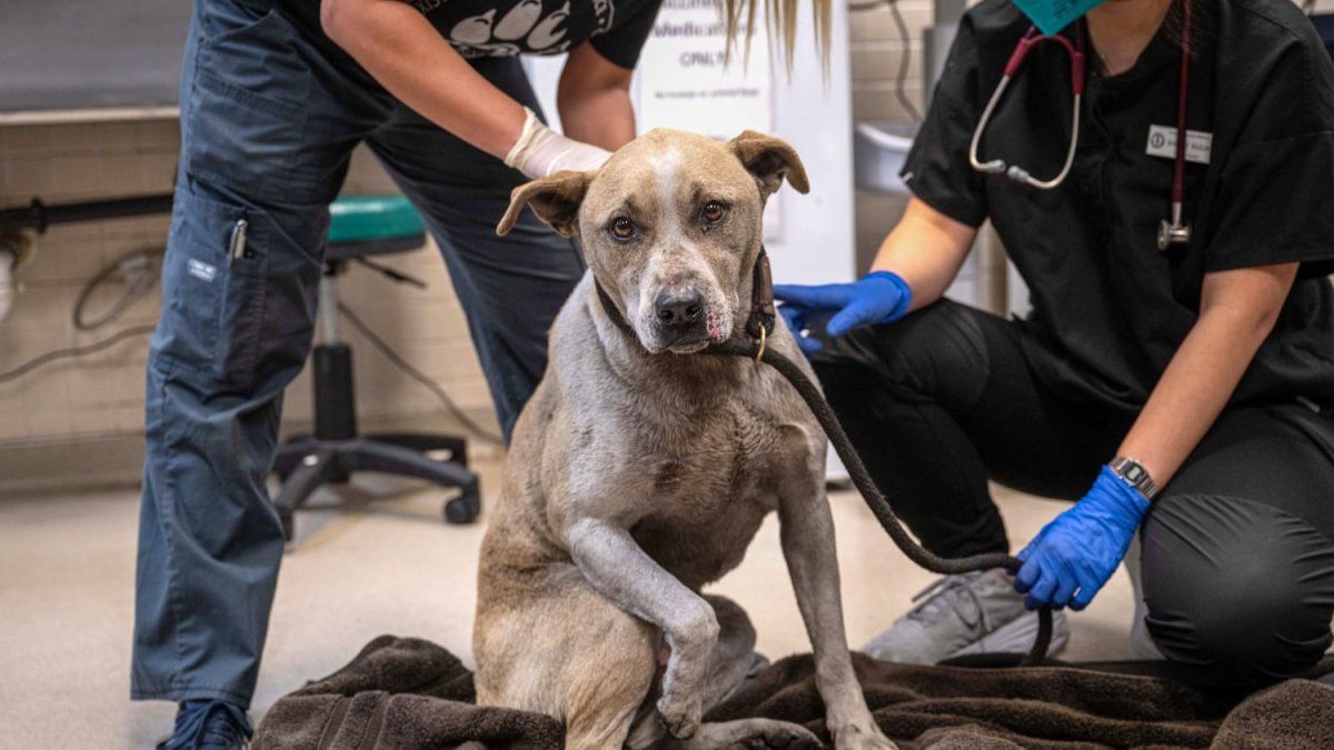 California animal rescue groups open their doors to pets, some with ...