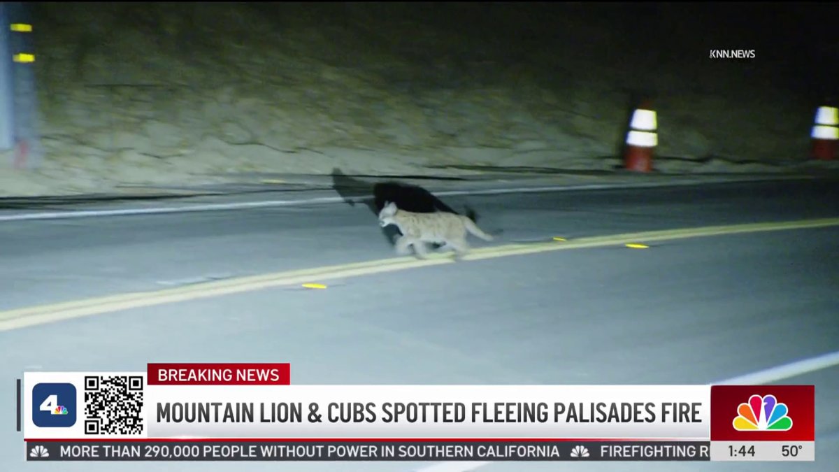 Mountain lion and cubs spotted fleeing Palisades Fire – NBC Los Angeles