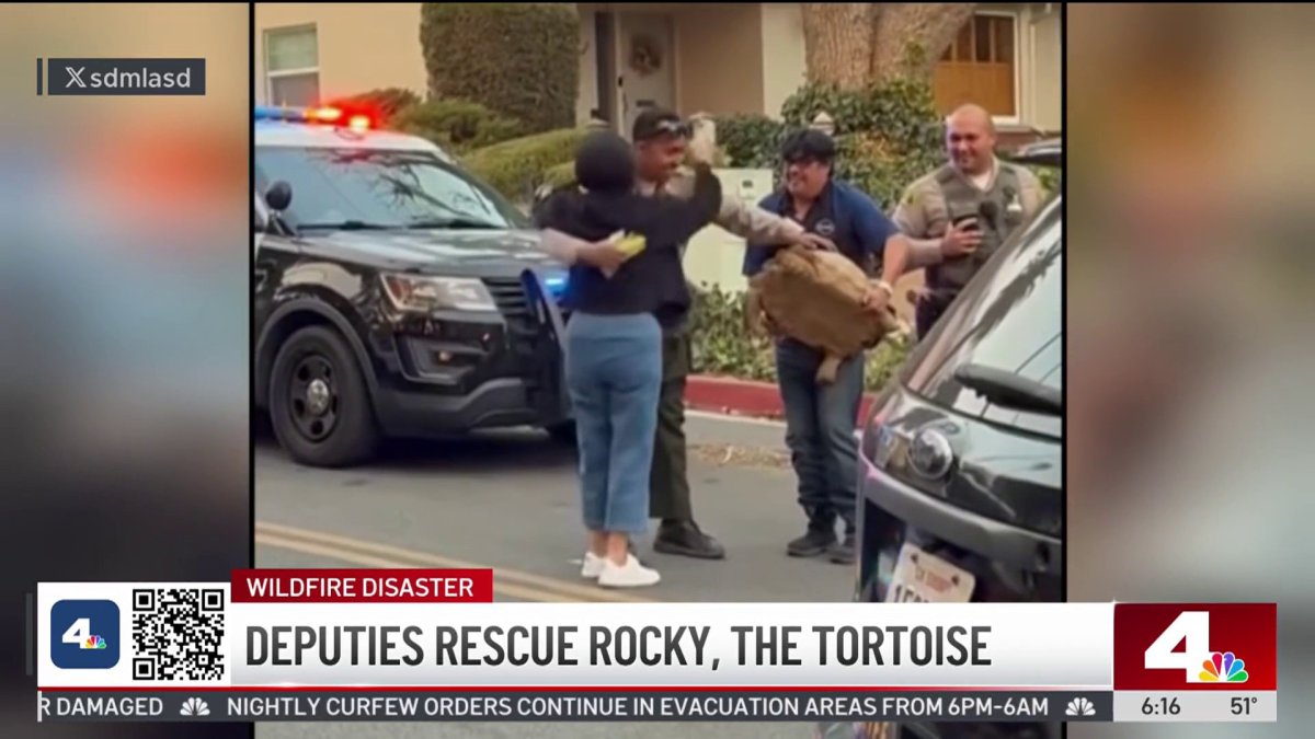 Deputies rescue San Dimas family’s tortoise from Eaton Fire – NBC Los ...
