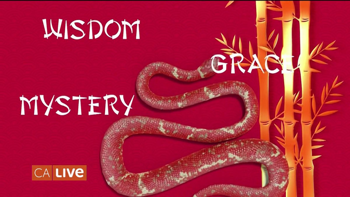 Celebrate the Year of the Snake this Lunar New Year! – NBC Los Angeles