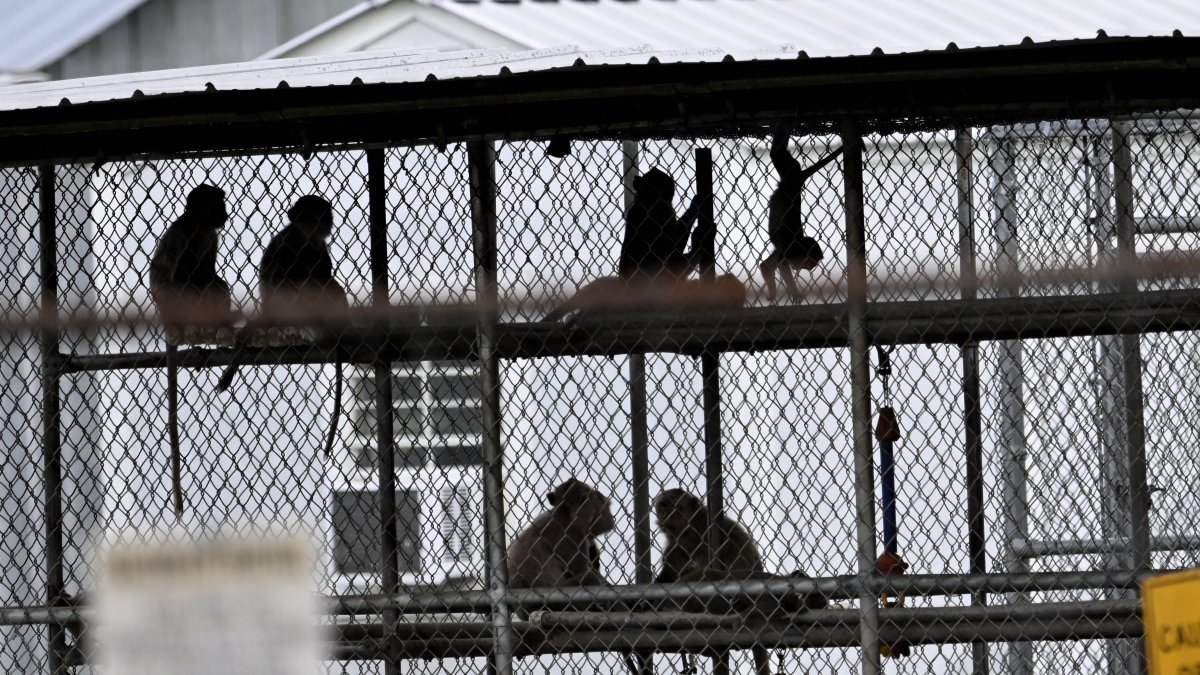 Research monkeys that escaped South Carolina facility recaptured – NBC ...