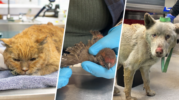 Pasadena Humane cares for 300+ animals amid Eaton Fire evacuation – NBC ...