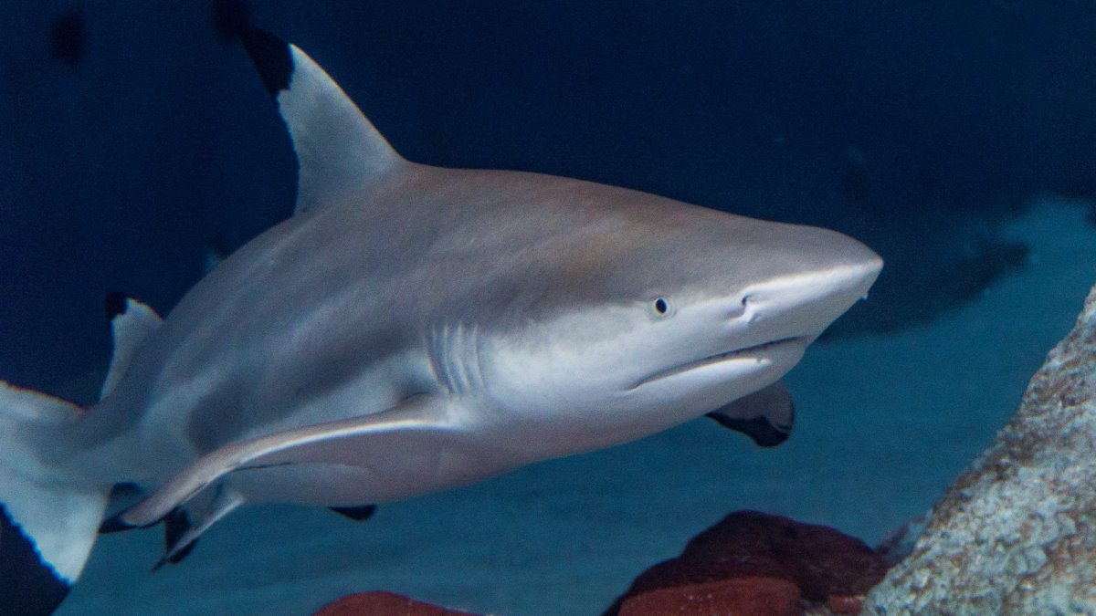 Free and fin-tastic: Dip into Shark Lagoon Nights at Aquarium of the ...