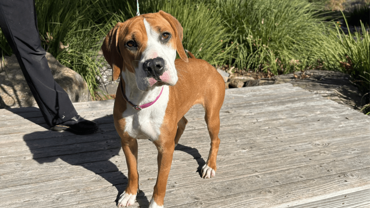 Mission Viejo rescue dog receives life-saving pacemaker surgery – NBC ...