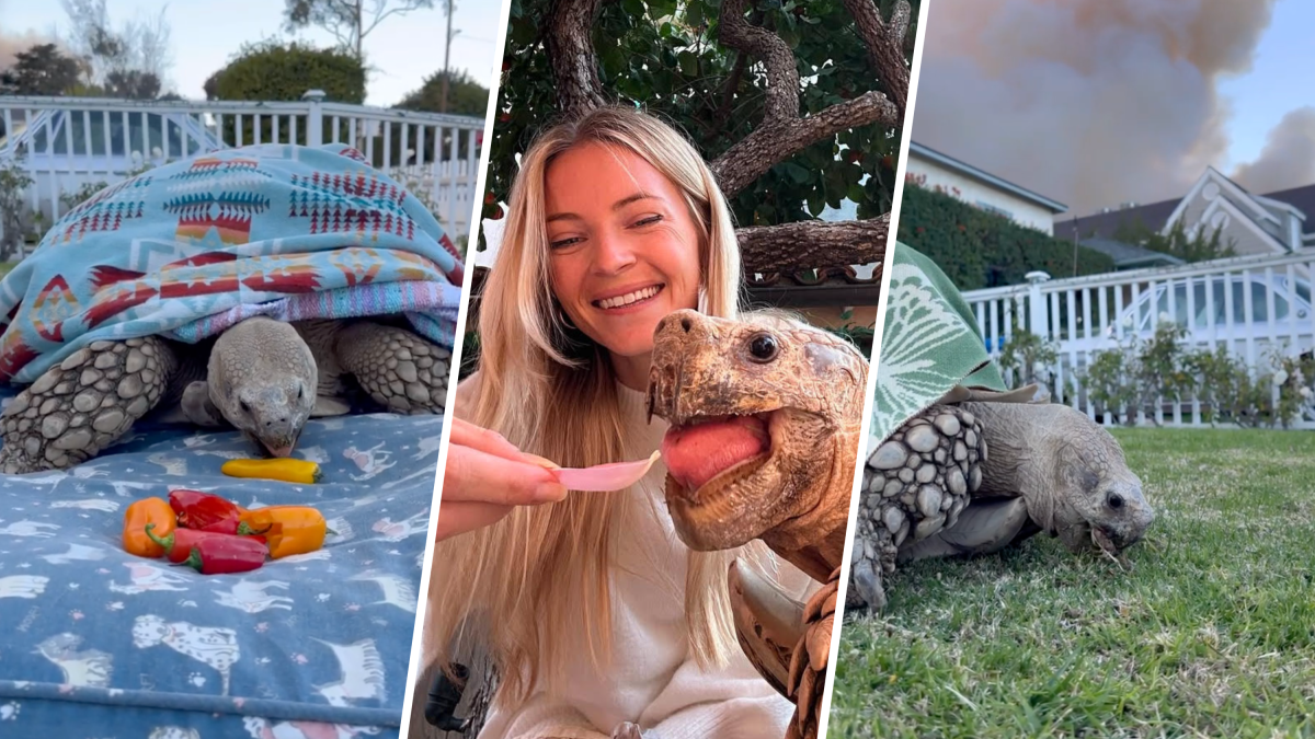How Tiptoe the tortoise escaped the Palisades Fire – NBC Los Angeles