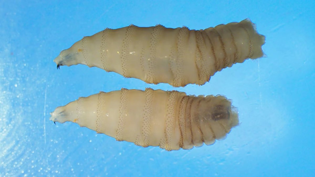 First human case of flesh-eating screwworm parasite detected in the U.S ...